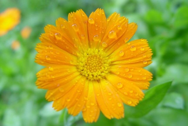 Biljke liječe: Neven - Zdravlje - hercegovina.info